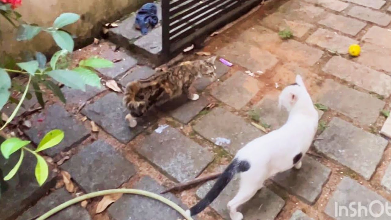 Male cats chasing young female cat in heat - YouTube