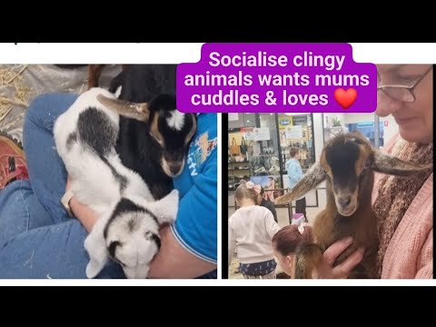 CLINGY ANIMALS WANTS MUMS CUDDLES & LOVES😍 # ...