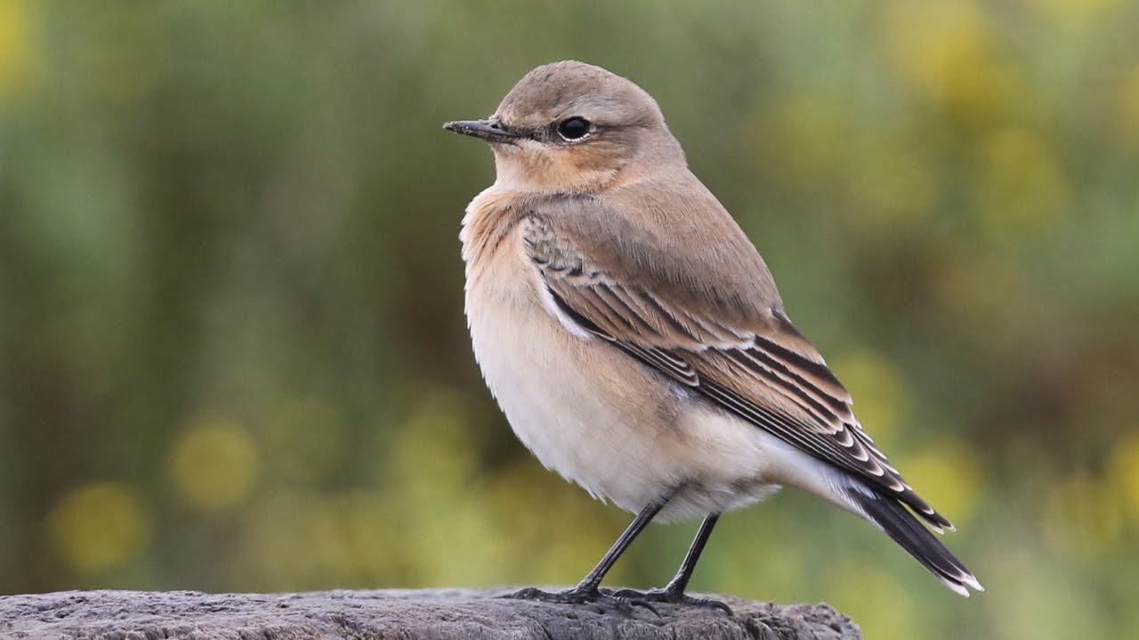 Northern Wheatear on Migration | British Birds - YouTube