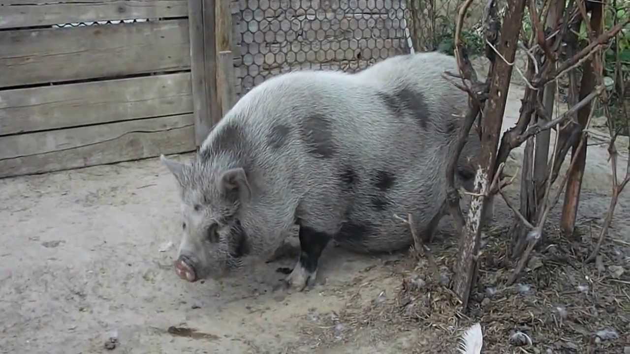 Mini malac - YouTube