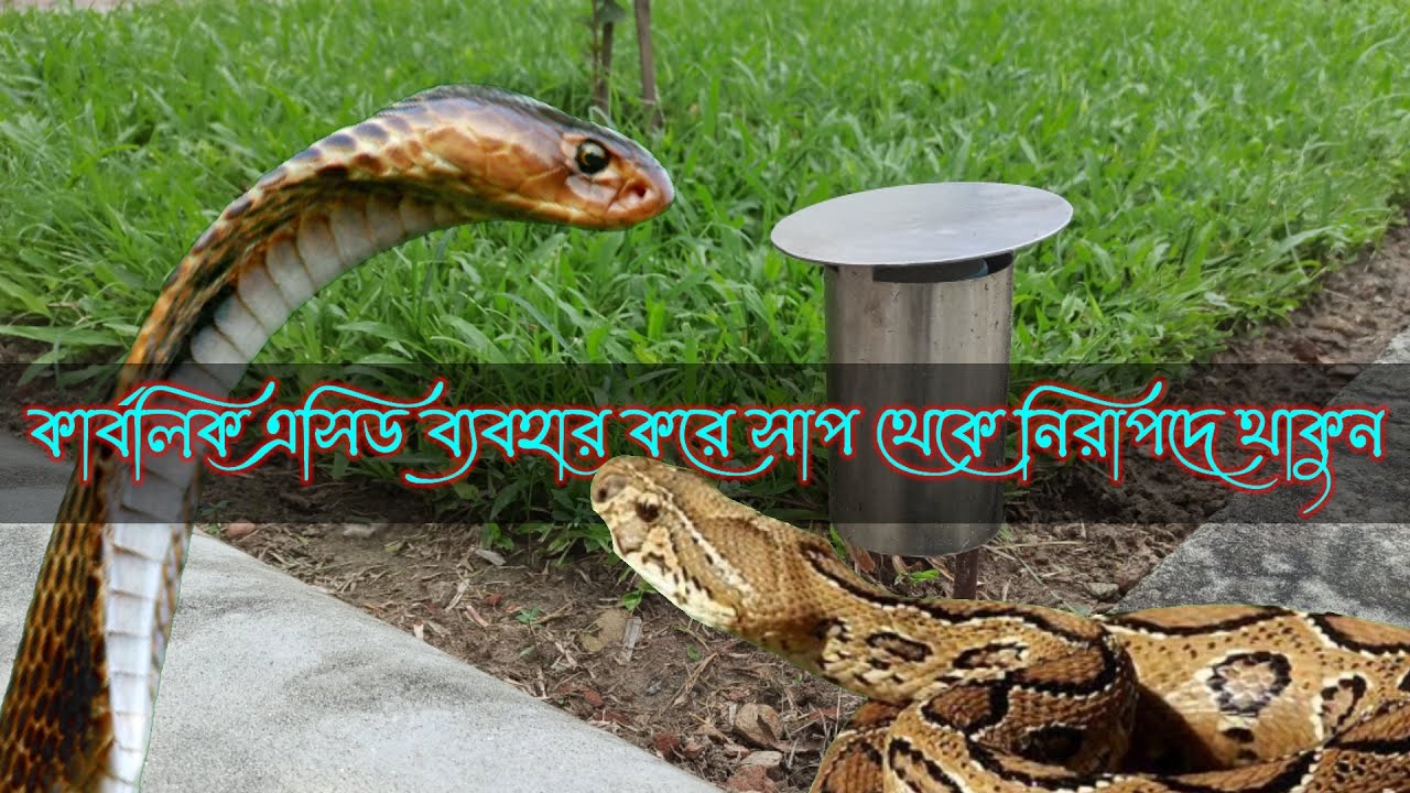 Actual technique of using carbolic acid to remain safe from snake - YouTube