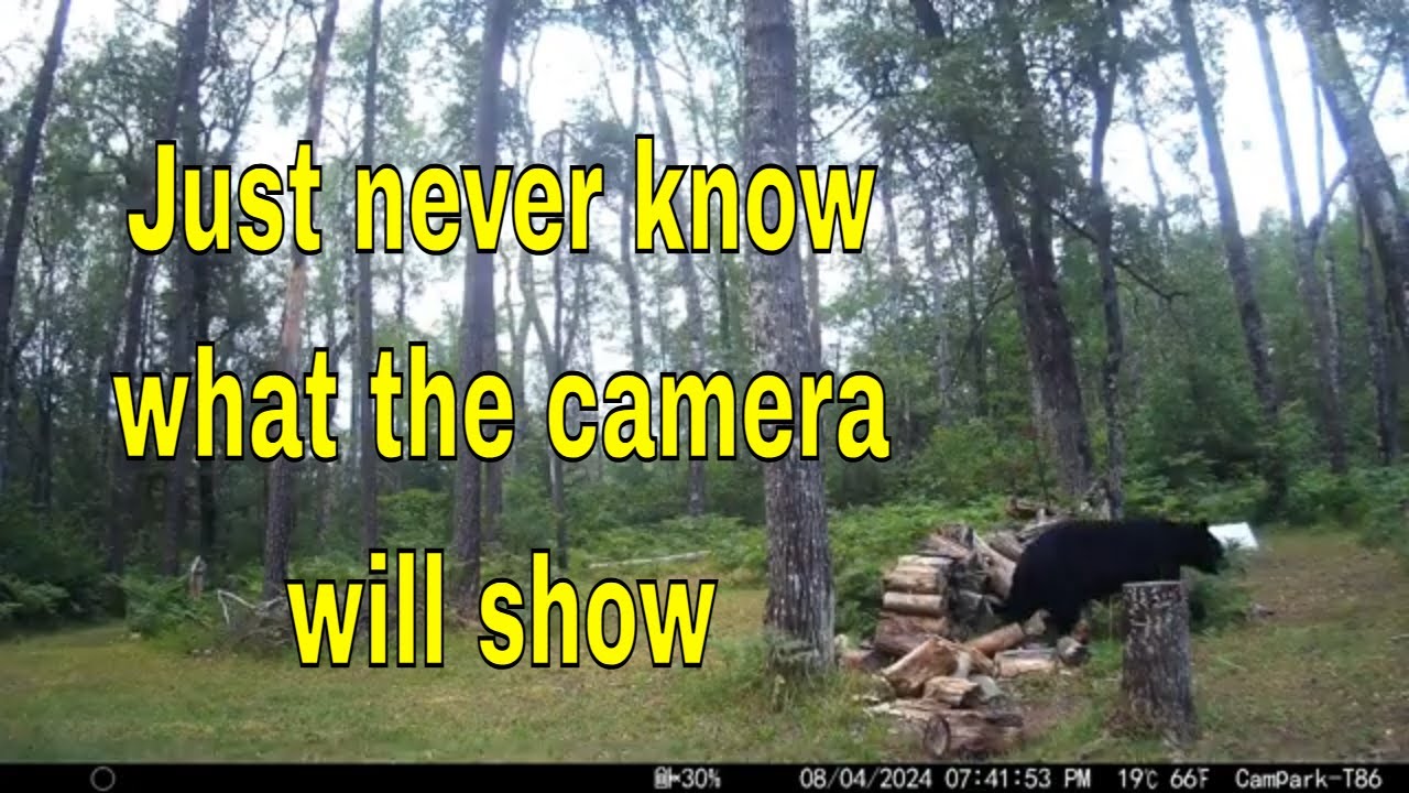 Exploring The Wilderness Trail Camera Expeditions On The Property - YouTube