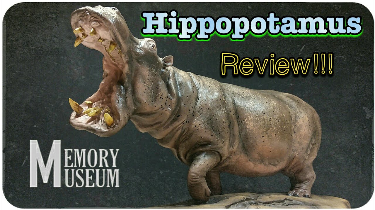 Memory Museum Hippopotamus Review!!! Incredible!!! - YouTube