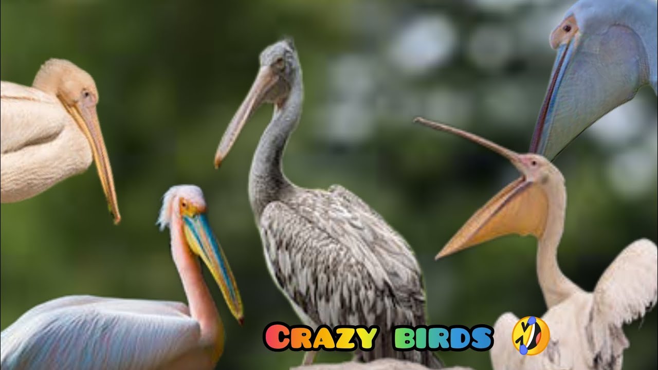 Funny PELICAN !!! - YouTube