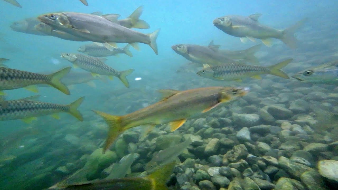 Best Underwater Fish | DJI Action 2 Underwater Masheer Fish Nilan Bhotu ...