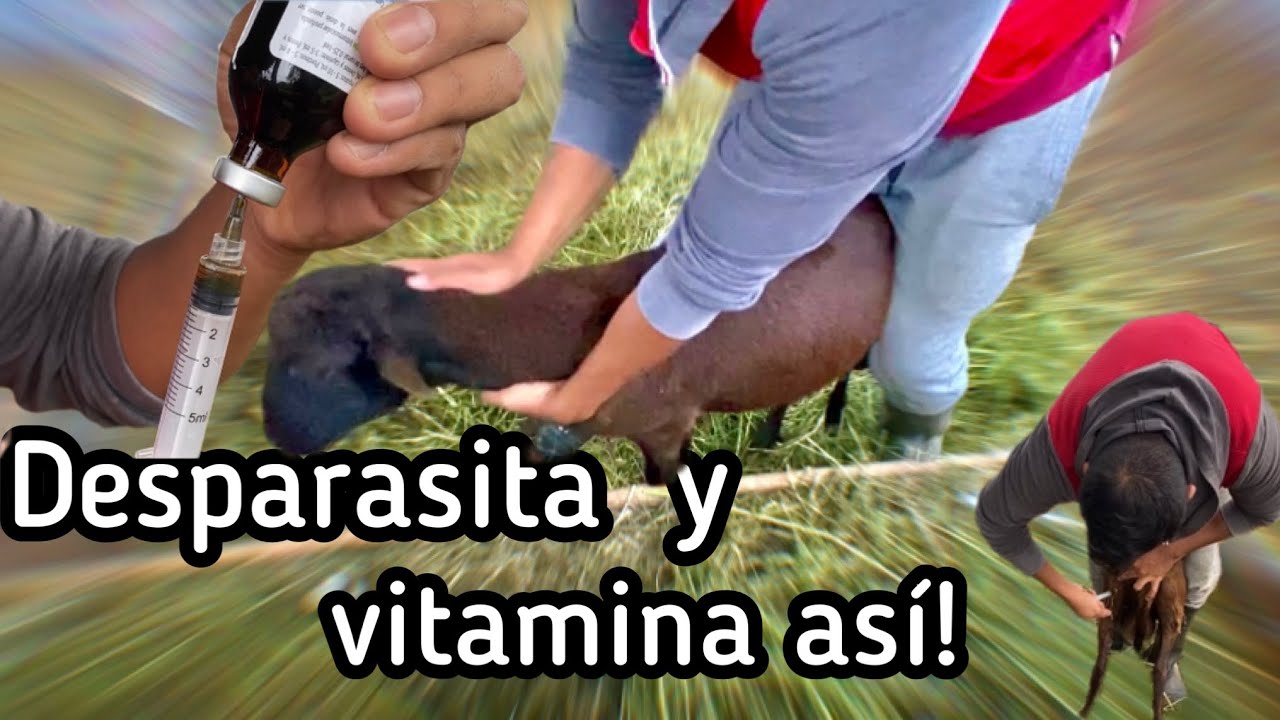 Como DESPARASITAR y VITAMINAR tu ganado 🤠👌🏻 - YouTube