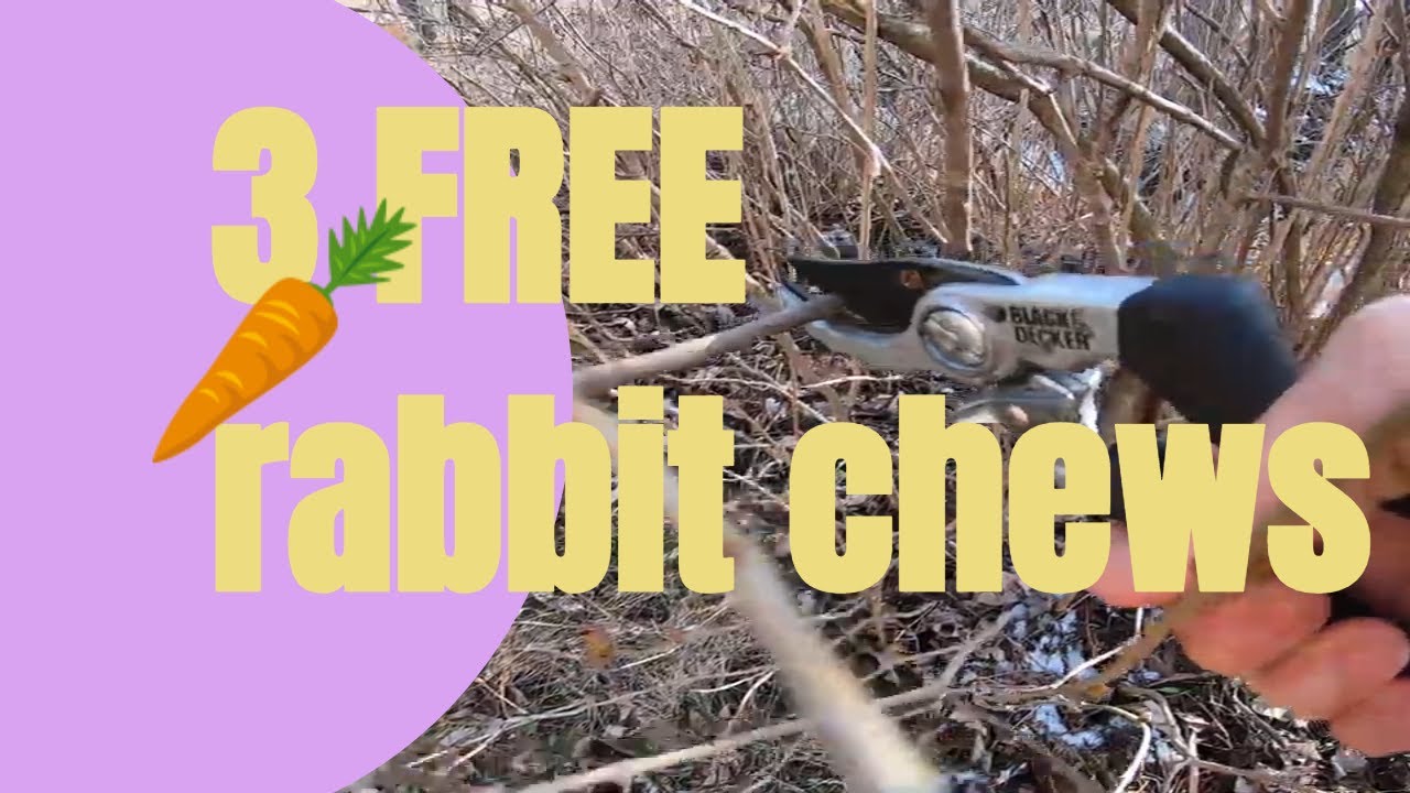 3 FREE rabbit chews from trees and bushes. - YouTube
