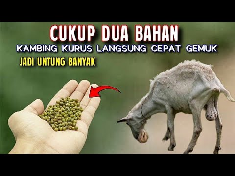 RESEP ASLI BUAT KAMBING‼️CARA PALING CEPAT MENGGEMUKKAN KAMBING KURUS ...