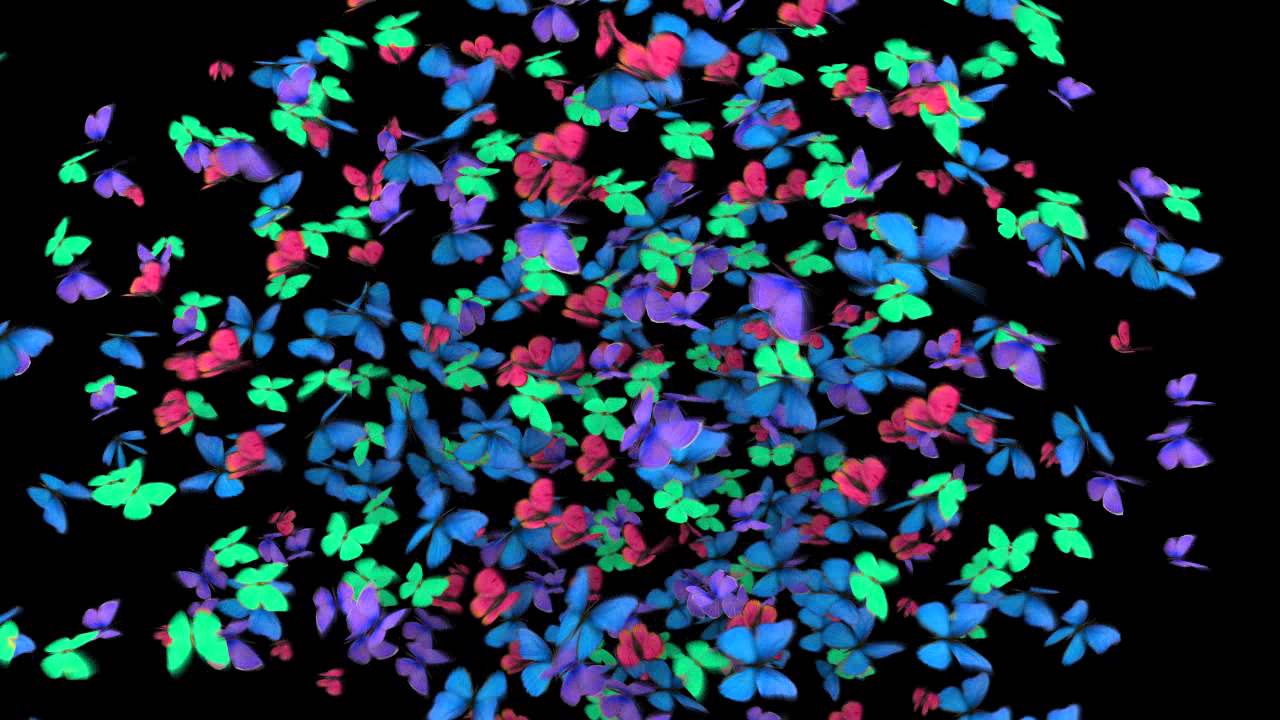 Butterflies Transition - YouTube