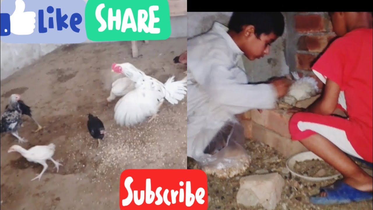 My fighter cook and My hen is sitting on 🥚 eggs - YouTube