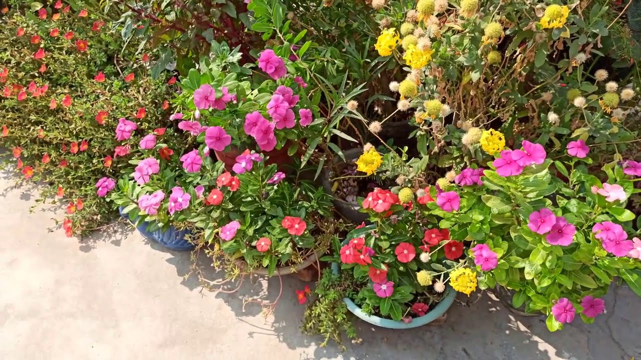 1322 - How to grow & care Rumex/Bladder Dock/Khatua/Khatti Palak from ...
