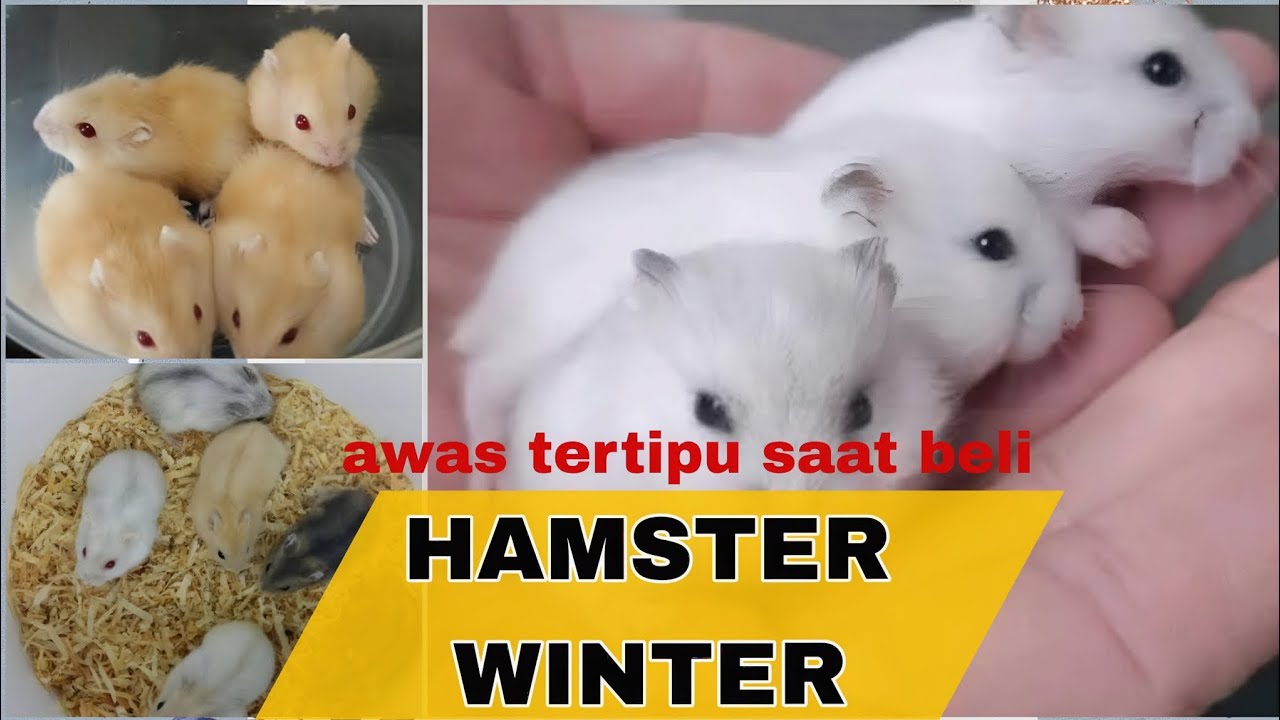HAMSTER WINTER WHITE ( harga + jenis + warna) - YouTube
