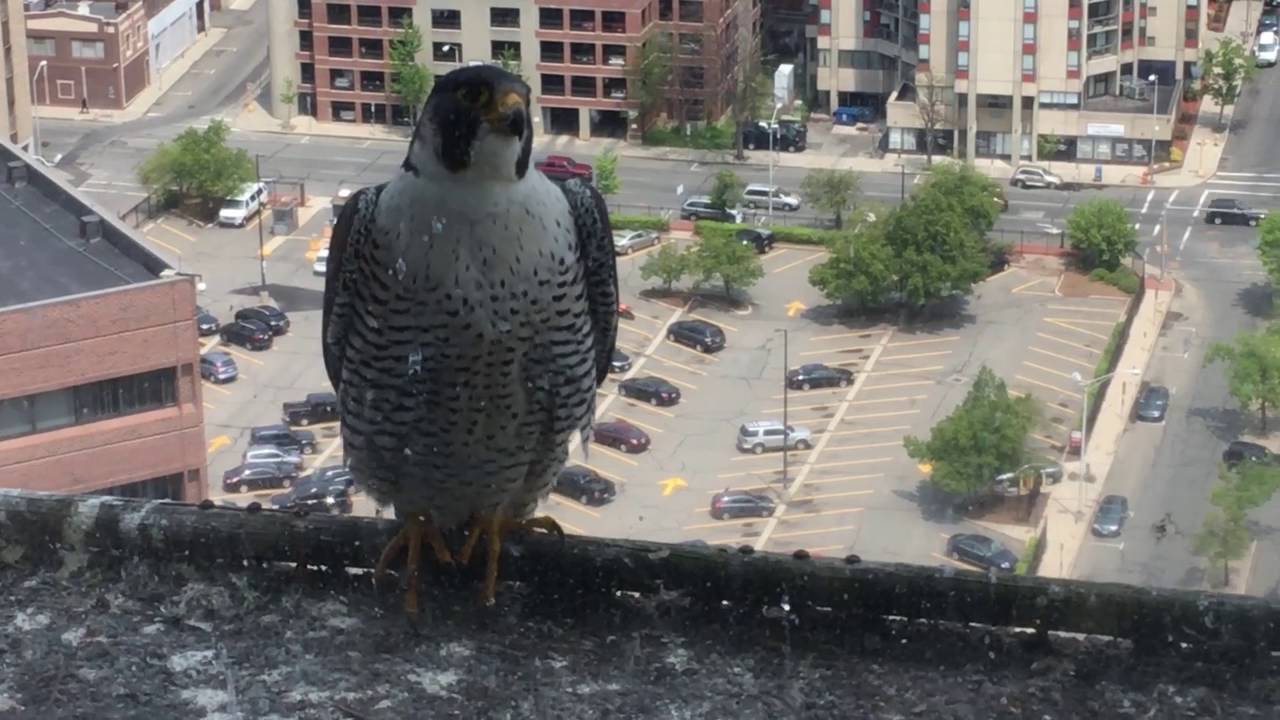 Falcon chicks banded in Springfield - YouTube