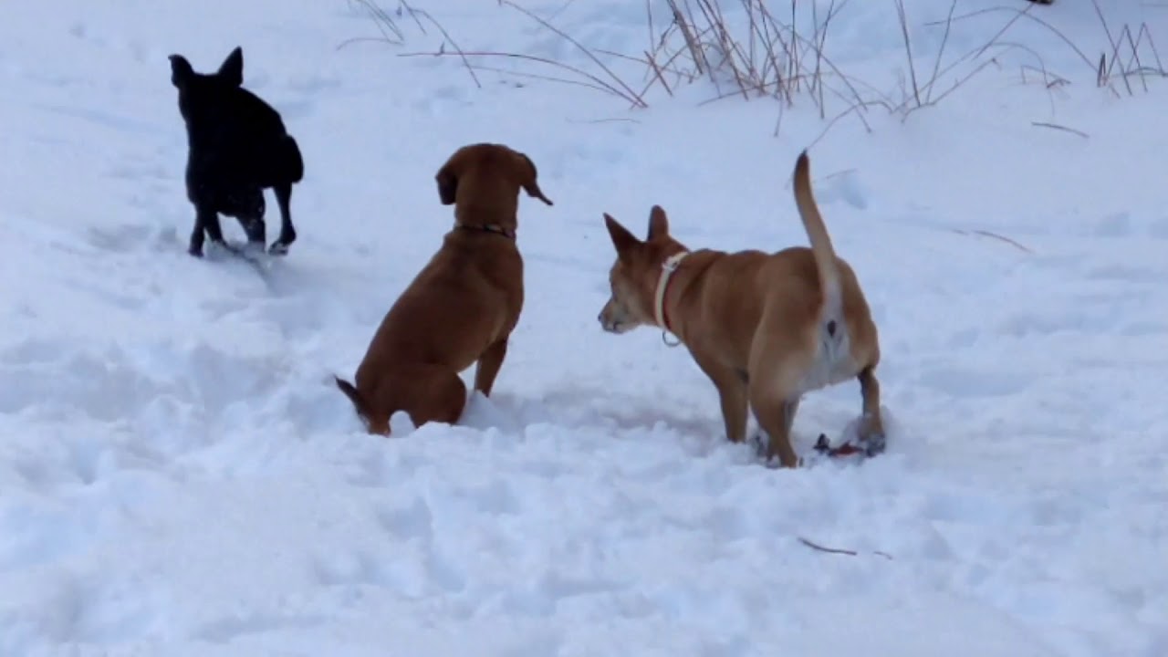 snow day dog play, Carolina dog, American dingo, Taiwan dog, and Sunny ...