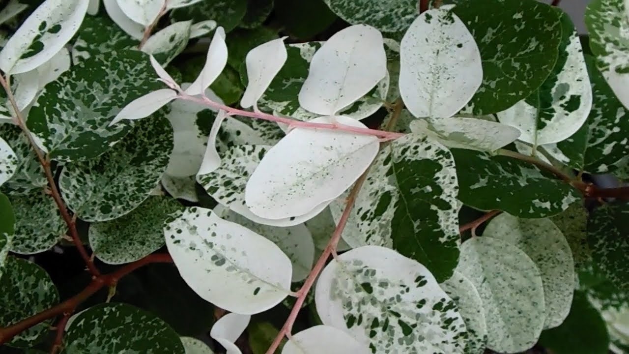 Breynia Nivosa or Hawaiian Snowbush - YouTube