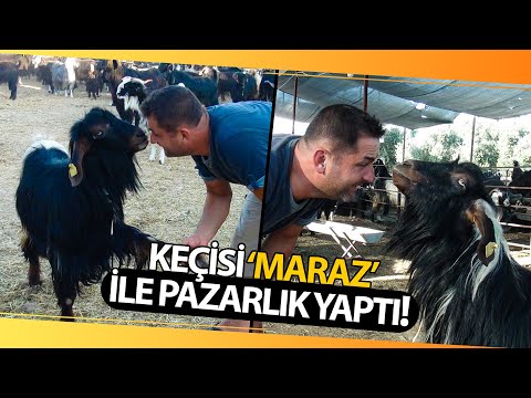 Beslediği Keçi İle Yaptığı Pazarlık Gülümsetti