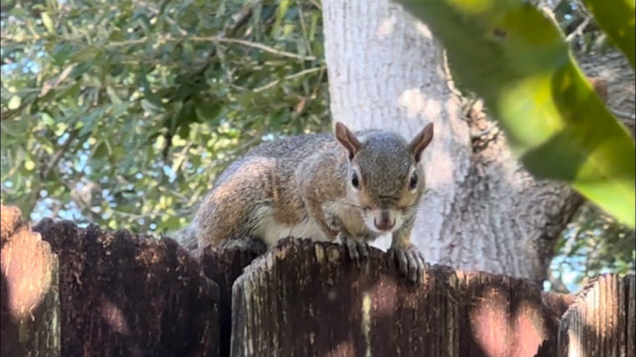 Random cute squirrel videos #squirrel #nature #cute #simplywen - YouTube