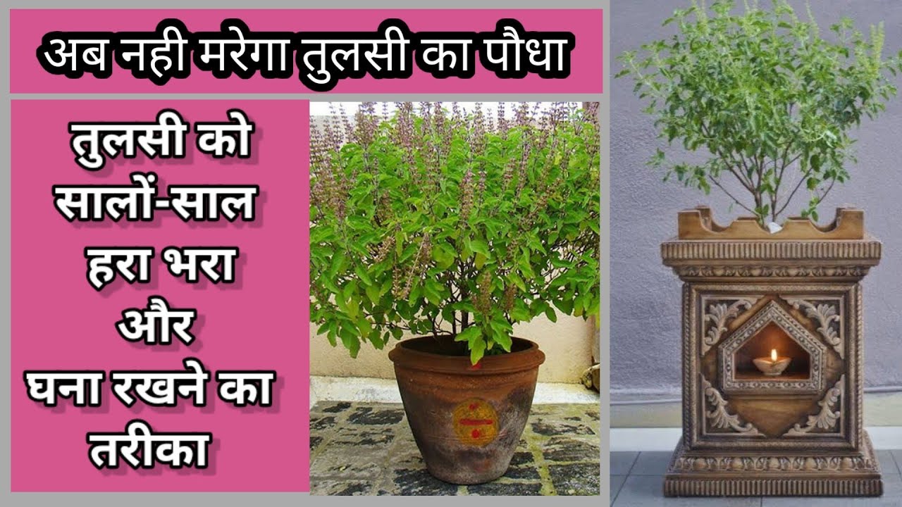 एक चम्मच तुलसी के पौधे मे डालने से पौधा हरा भरा और घना हो जाएगा | Tulsi ...
