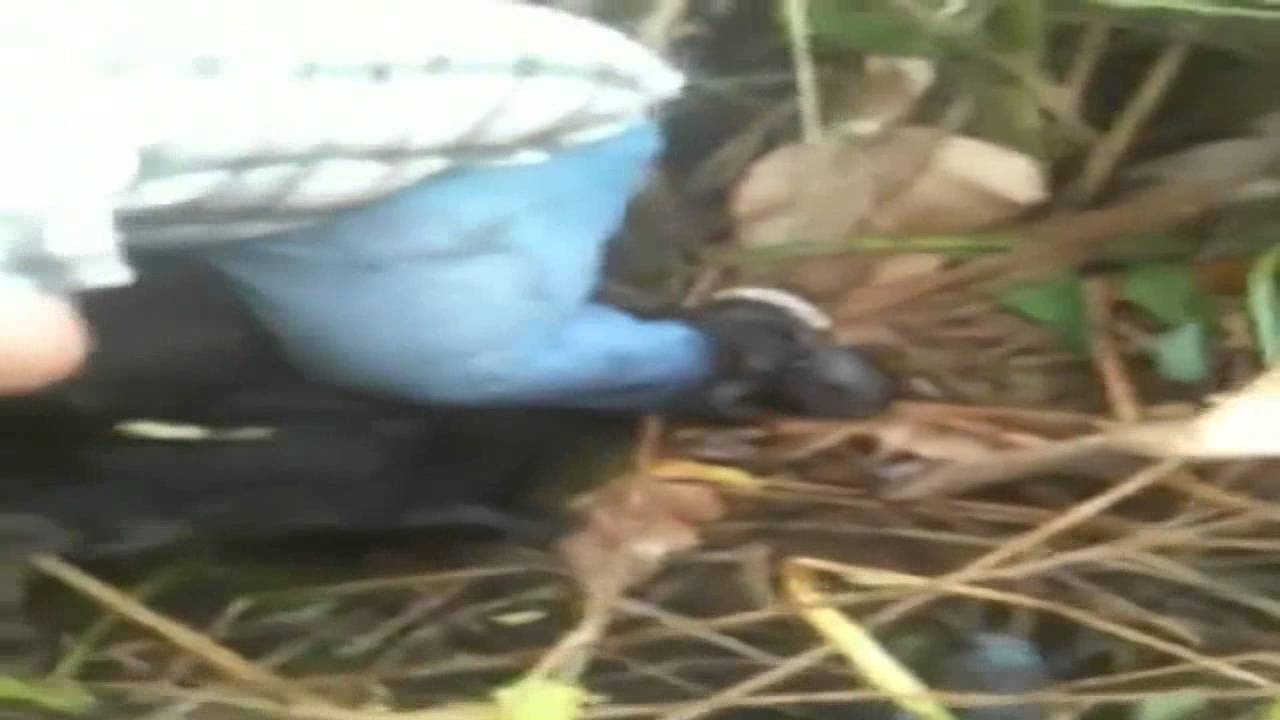 Bulldog Lovers American Bulldog Goes Hog Hunting - YouTube