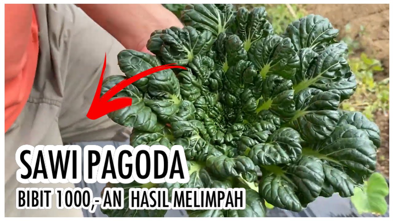 Sawi Pagoda Nan Subur Sayuran Organik Di Kebun Sayur Depan Rumah