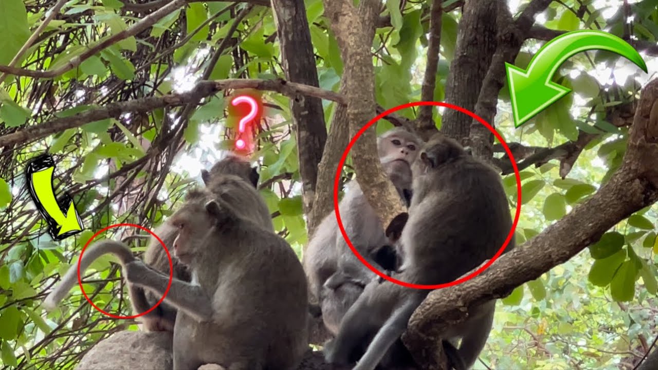 What that doing monkeys team-Part90 - YouTube