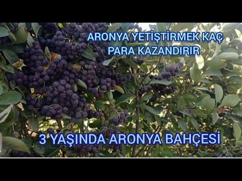 Aronya yetiştiriciliği, Aronya meyvesinin faydaları,Aronya üretimi kazançlı mı ?