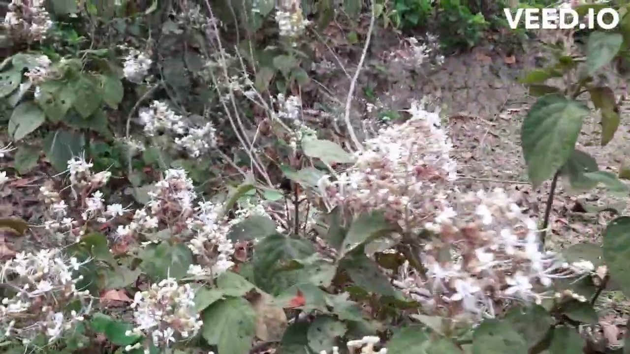 Vlog 82| Review of beautiful vati flower in my garden. Natural vlog ...