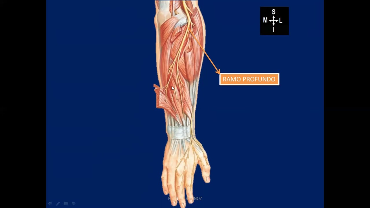 NERVIO RADIAL - YouTube