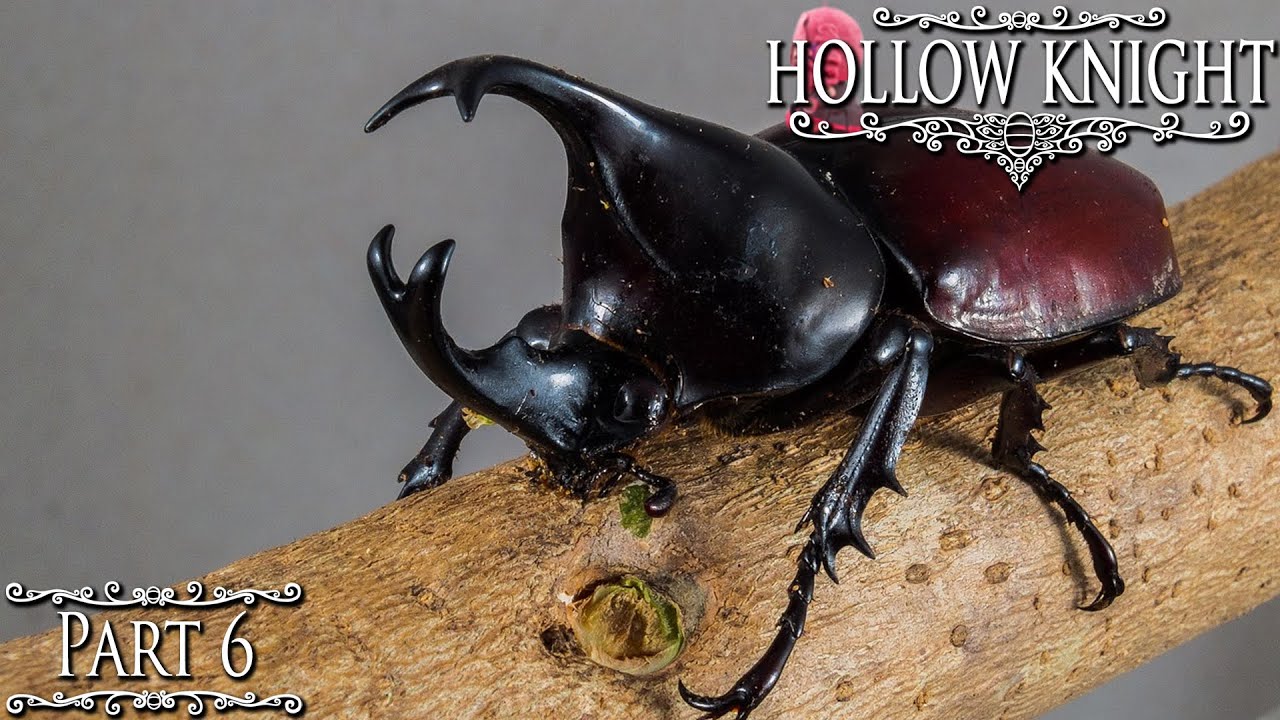 Hollow Knight (Part 6) | Rhinoceros beetles can lift 850 times their ...