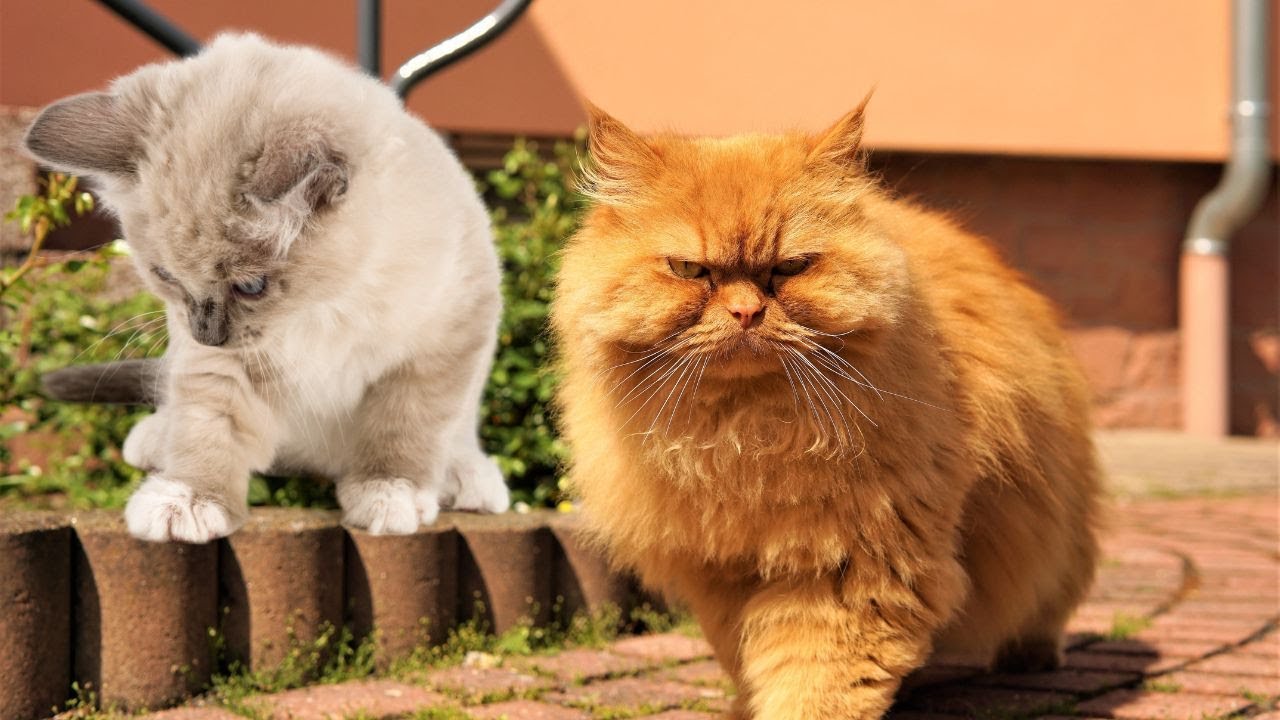 Adorable Animal and bird farm Ostrich, Kitty, Kitten, Horse, Cow ...