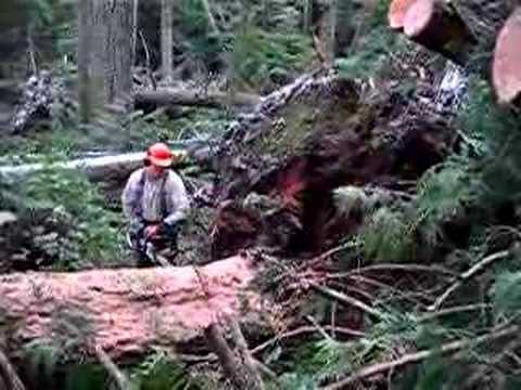 Cutting off a Root Plate - YouTube