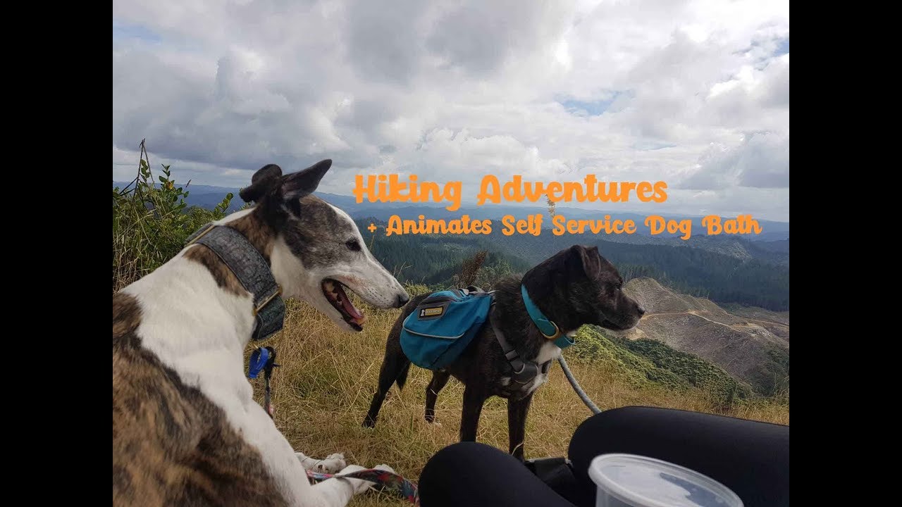 Dog Hiking Adventures + Animates Dog Wash - YouTube