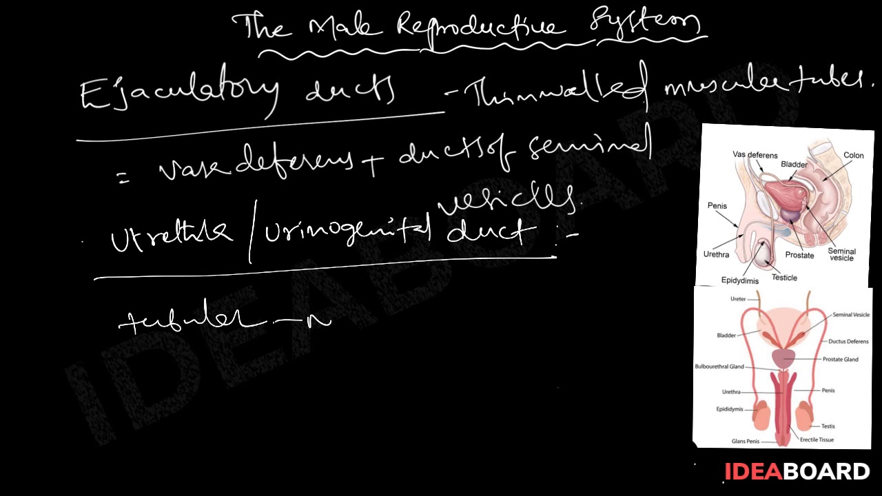 The Structure of Vasa deferentia to Penis - YouTube