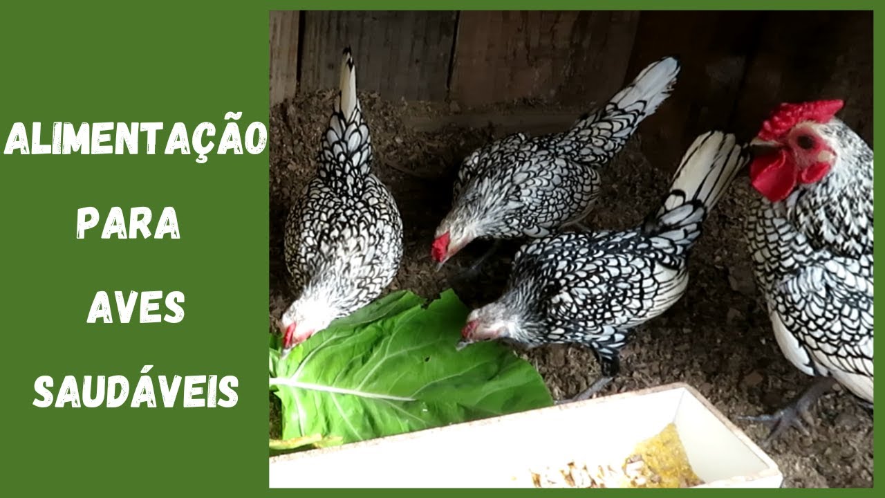 O que tratamos para as nossas aves | Coração Campeiro - YouTube