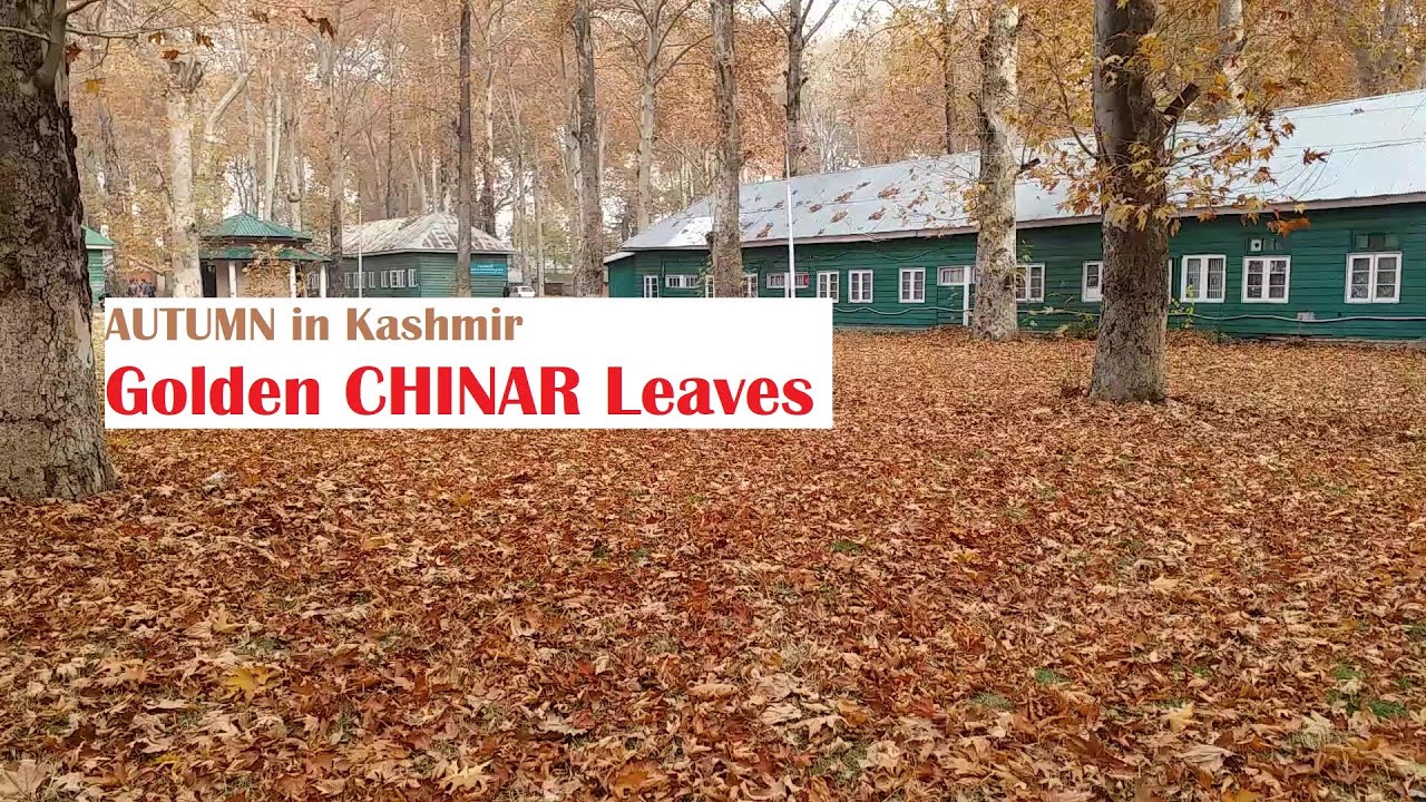 CHINAR I Golden Chinar Leaf in Autumn of Kashmir I Complete video with ...