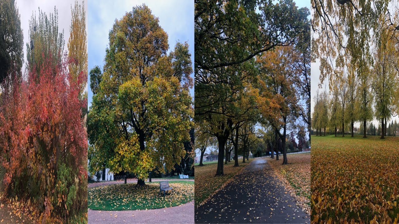 Autumn Morning Walk | How to feel Peaceful & Relaxed in Autumn morning ...