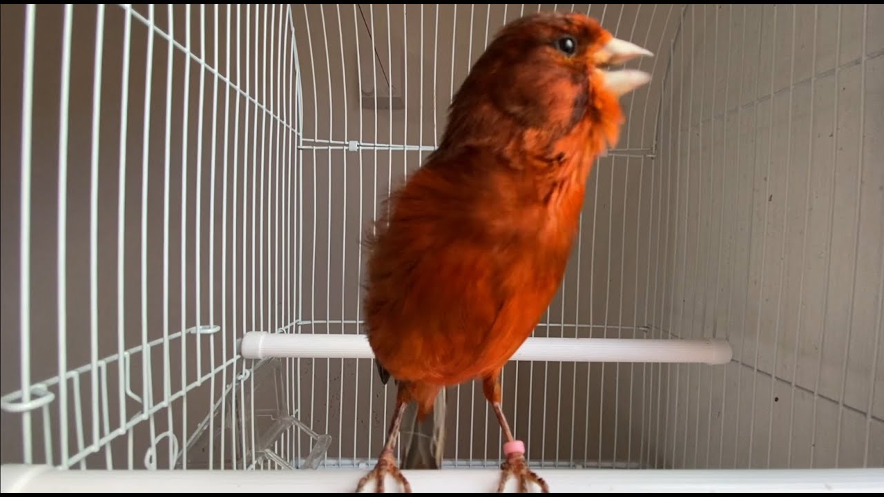 Canario negro bruno Cantando🐦 Canto de canario hermoso . - YouTube