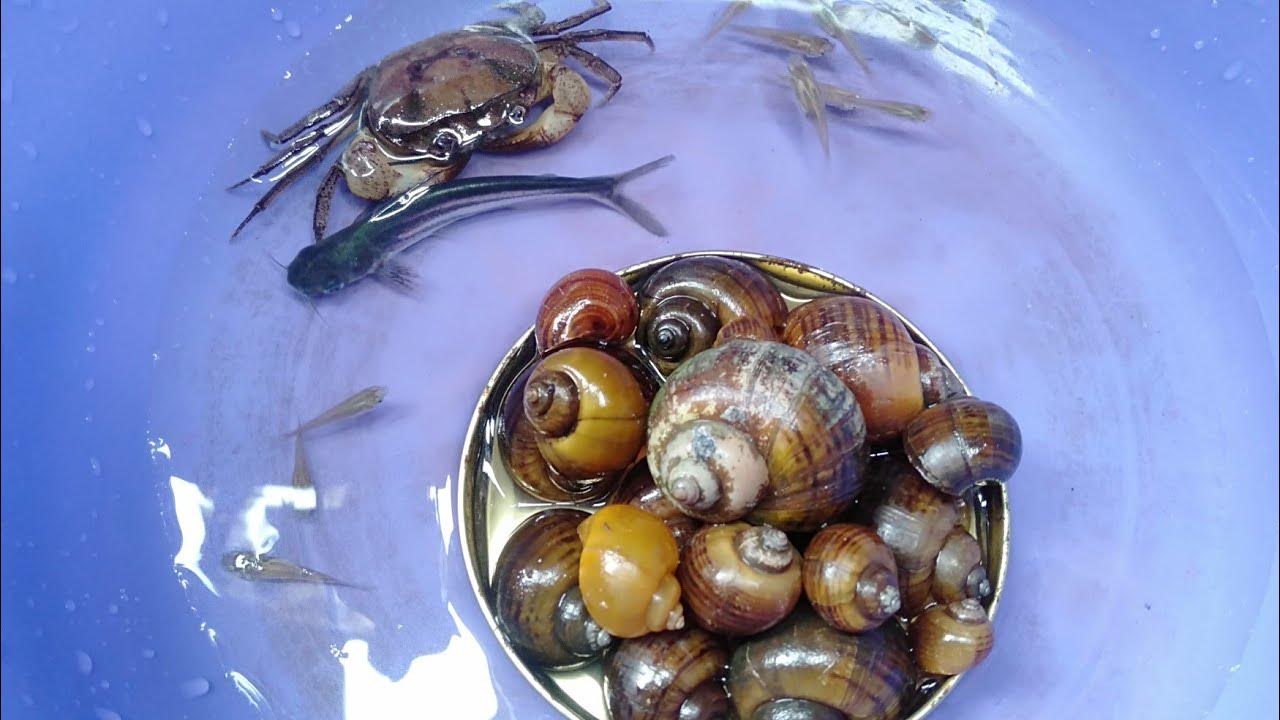 WOW Seru! Menangkap Keong Mas, Siput laut, kerang Laut, ikan Dan juga ... WOW Seru! Menangkap Keong Mas, Siput laut, kerang Laut, ikan Dan juga ...
