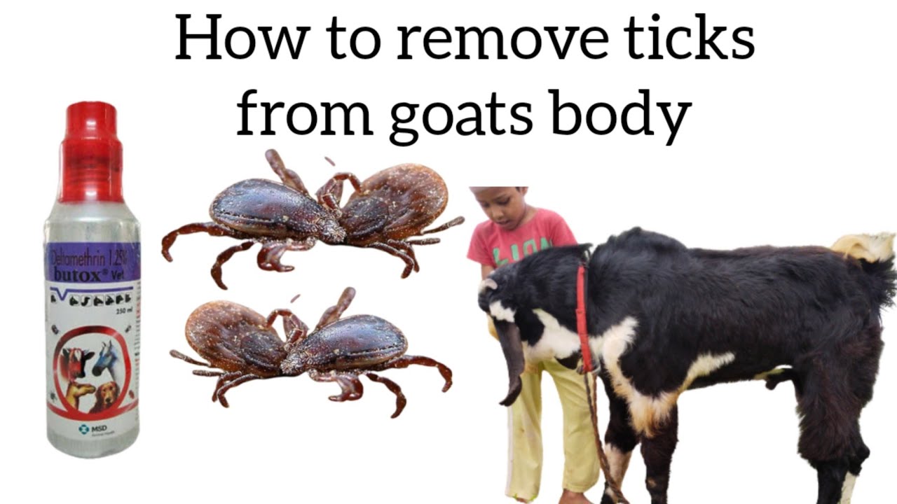 बकरों के जूं चिचड़ी को मारें आसानी से,,How to remove ticks from goats body - YouTube