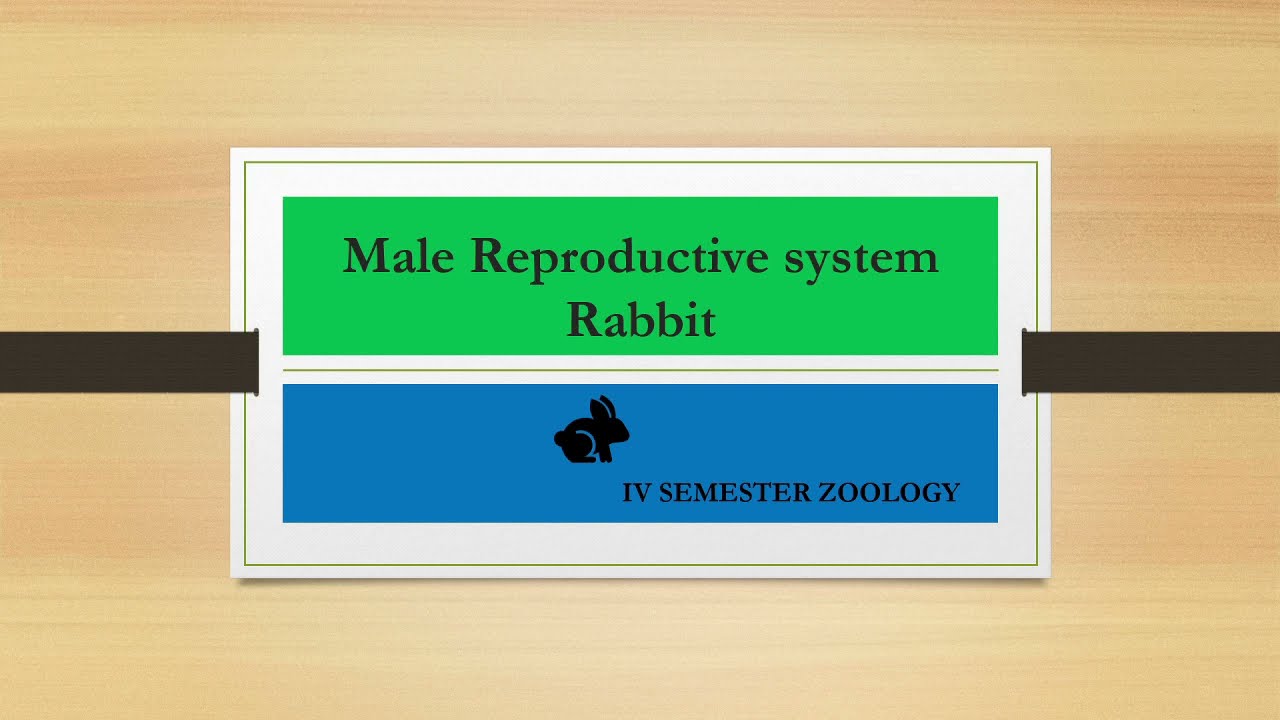 Male reproductive system of Rabbit - YouTube