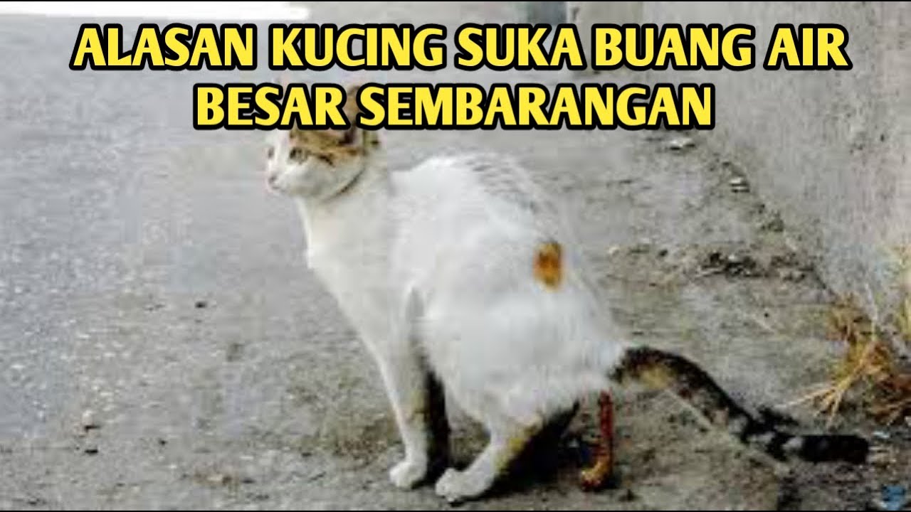 5 Alasan Kucing Buang Air Besar Sembarangan dan Cara Mengatasinya ...