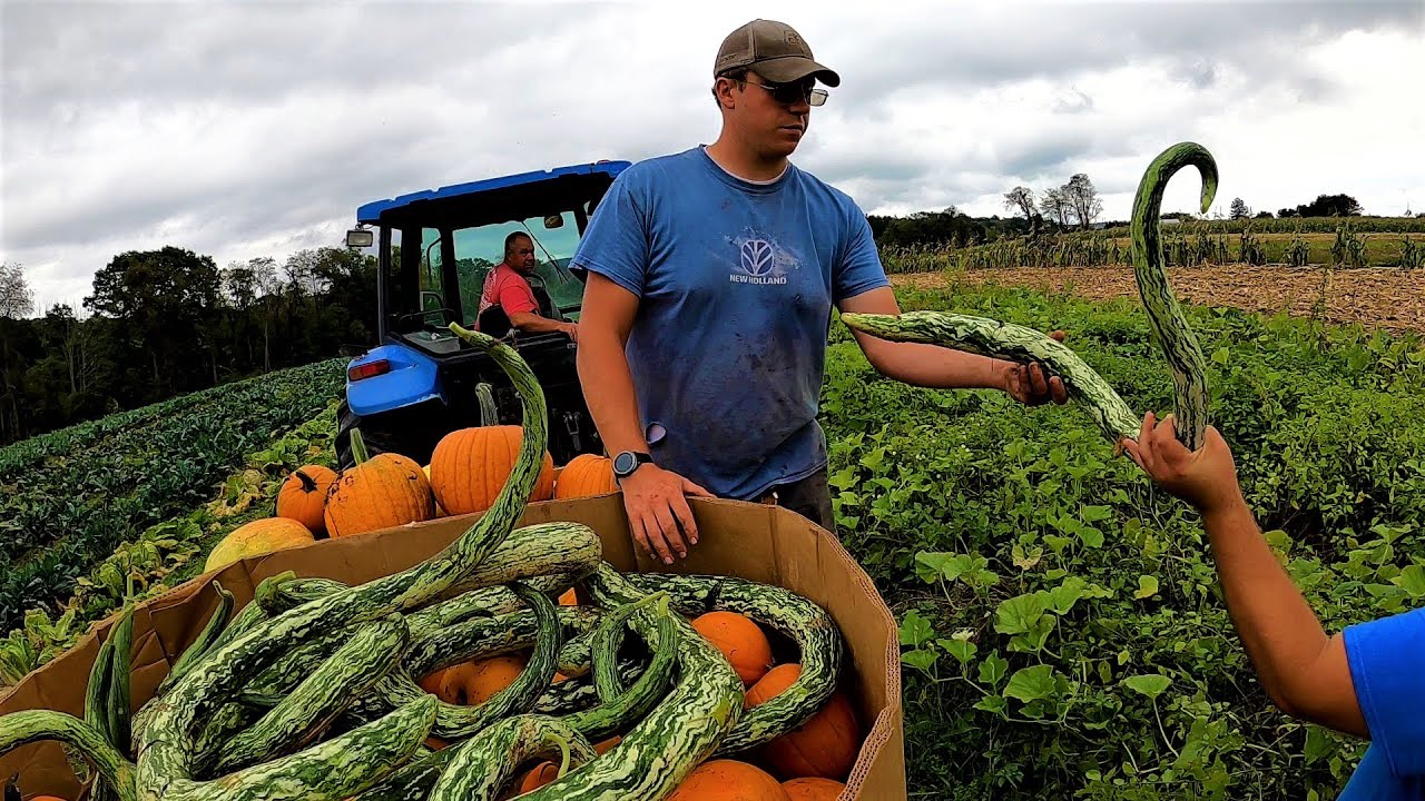 Finding snakes in our field - YouTube