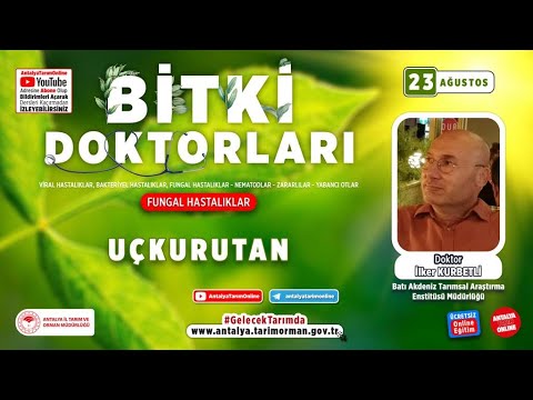 Bitki Doktorları 69 - Uçkurutan ( Phoma tracheiphila ) ve Mücadelesi