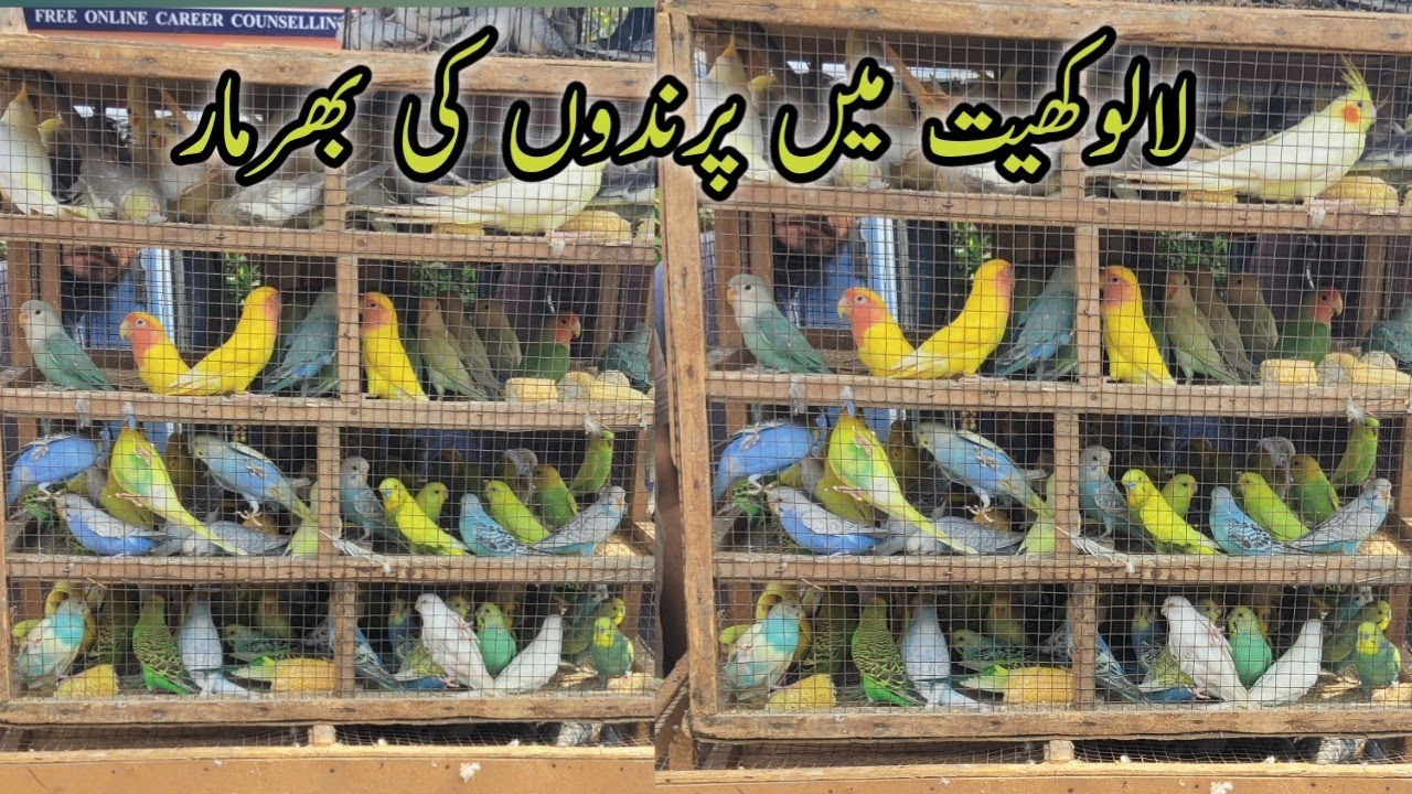 Lalukhait Birds Market Latest Rates 6 November 2022 ||Albino finch Java ...