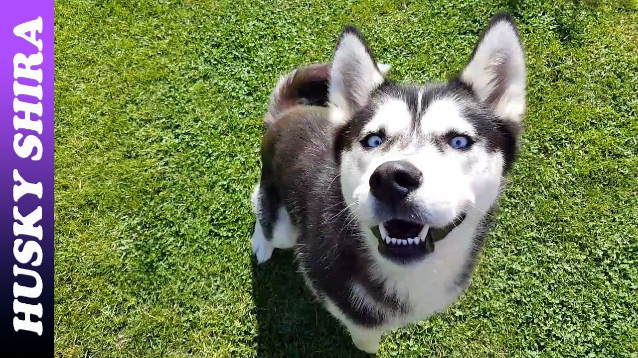 My Husky Gets Another Screaming Chicken - YouTube