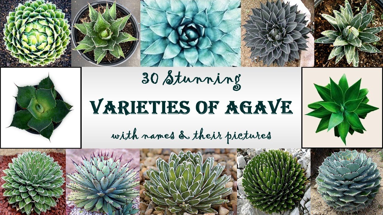 30 Stunning varieties of AGAVE | Best Hardy Outdoor plants | The ...