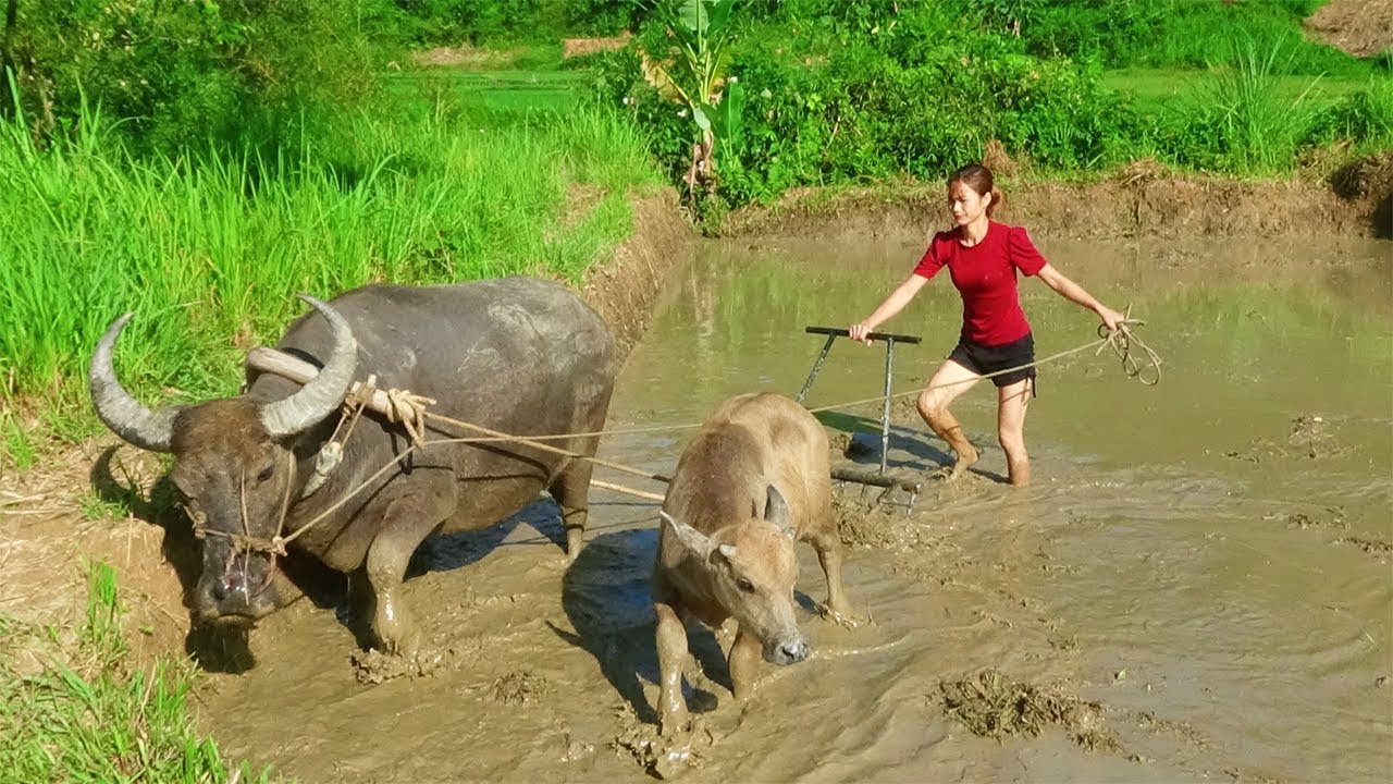 Full Video: 100 Days living farm in the village - building a new life ...