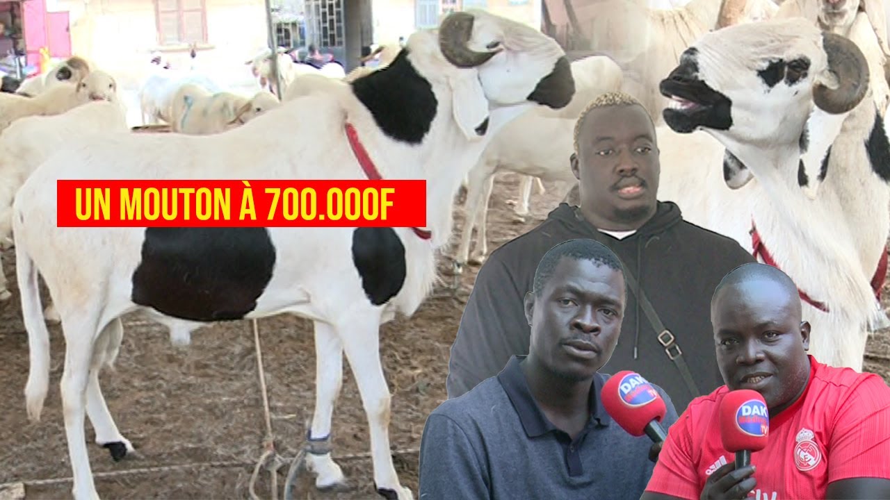 Tabaski 2025:BERGERIE Abdoul Aziz FALL Gueule-Tapée...amna khar 150 ...