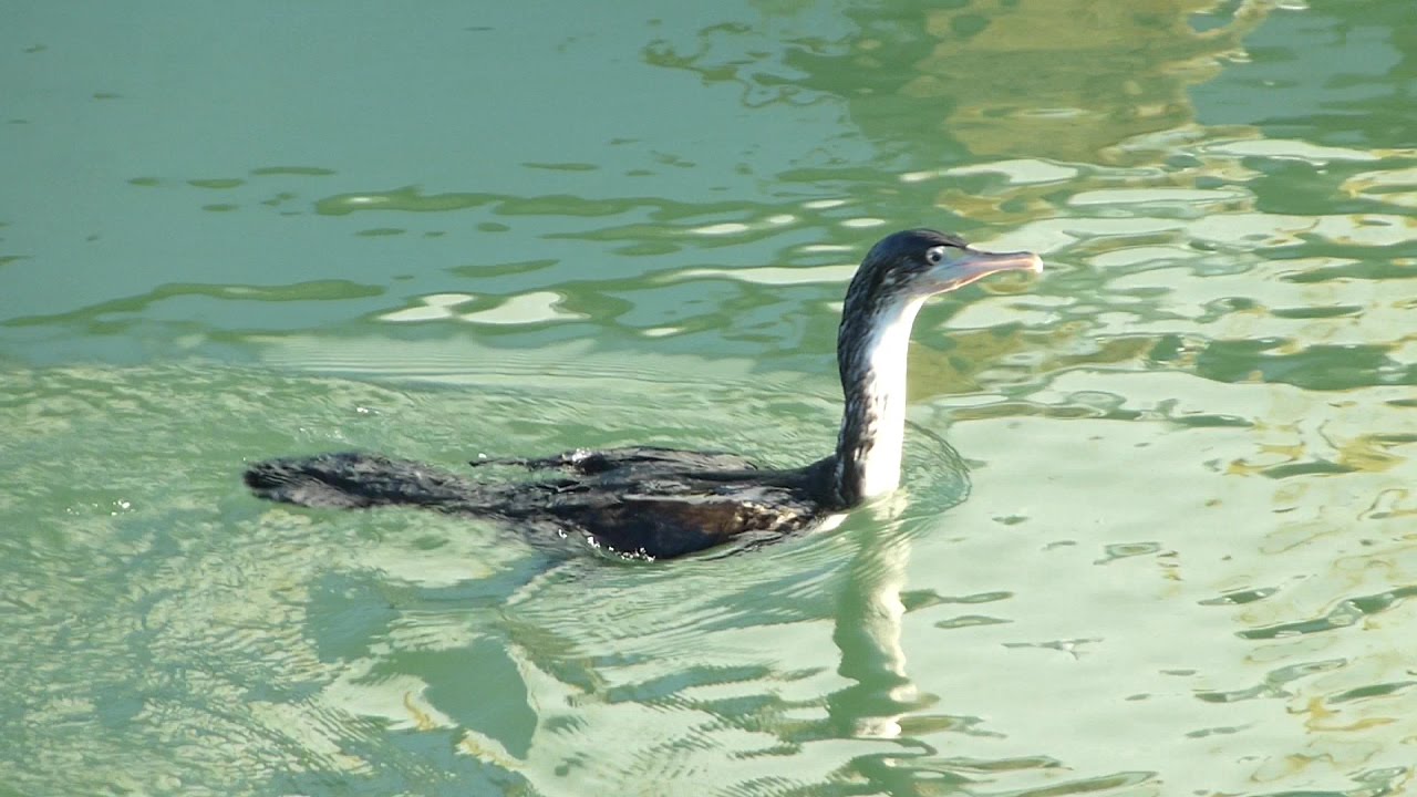 Friendly Shag(Cormorant) bird and Fisherman - YouTube