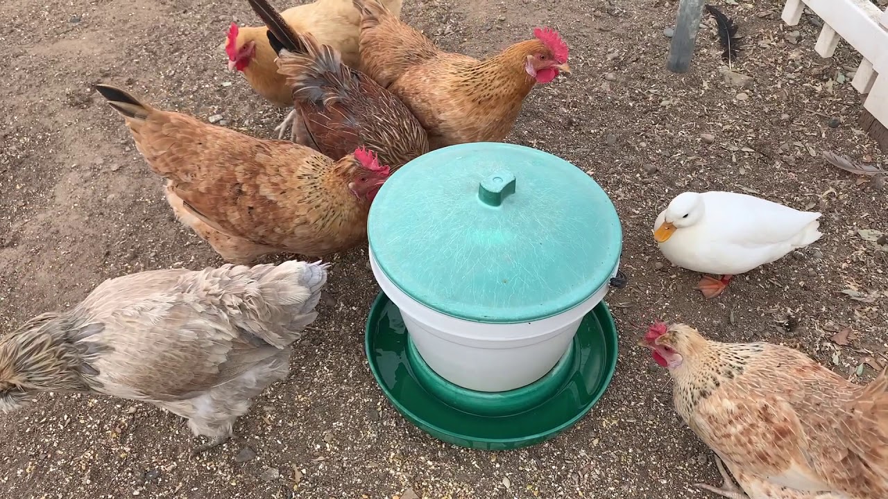 C is for Chicken - YouTube